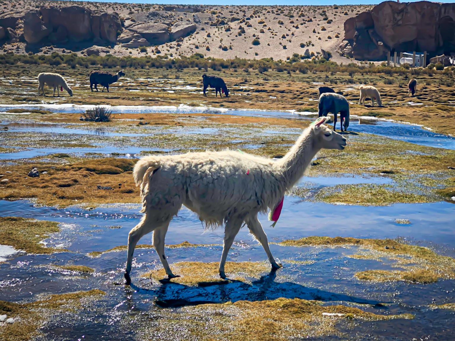 A tour through the Bolivia Salt Flats - One of the most beautiful ...